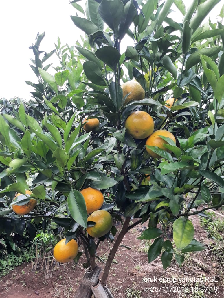 REGISTRASI KEBUN BUAH “UPAYA MENINGKATKAN DAYA SAING PRODUK DAN ...