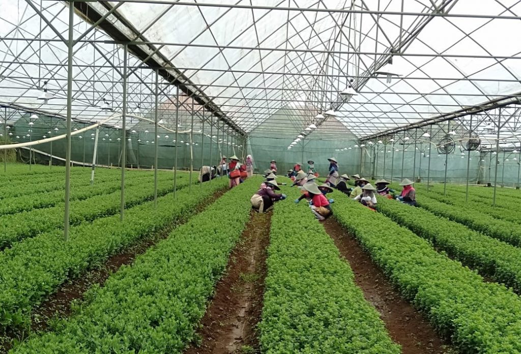 PDB Pertanian Naik, Akademisi UI Minta Pemerintah Fokus Kembangkan ...