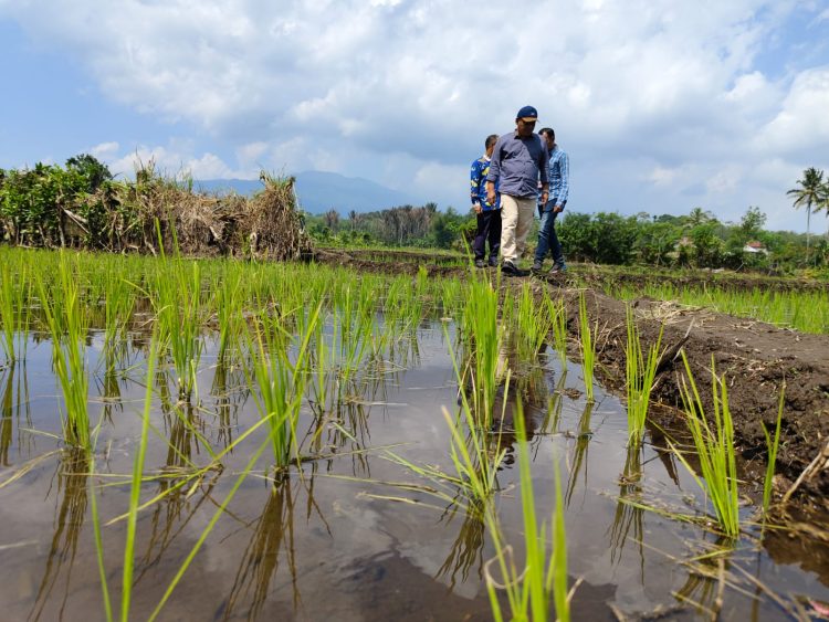 Strategi Darurat Pangan: Kolaborasi Kementan, TNI, dan Pemda Bengkulu Pacu Produktivitas ...